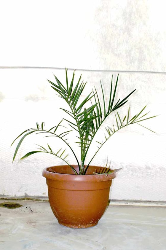 Palm resurrected from 2,000-year-old seed